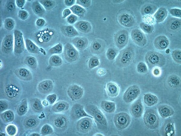 A2EN Human Endocervical Epithelial Cell Line | SCC131